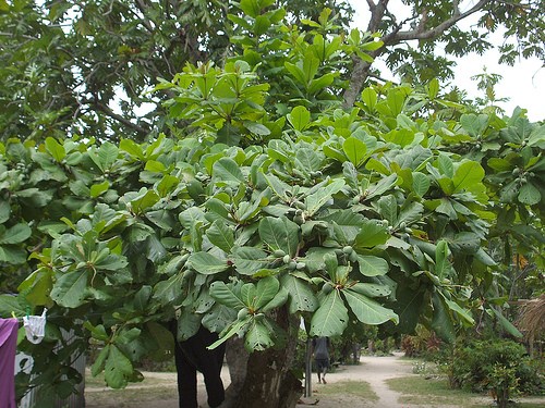 About – kaidravuni