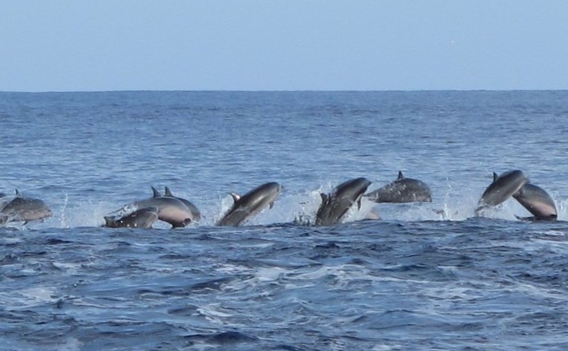 Babale: the Sea Serpent of much of my Life – kaidravuni